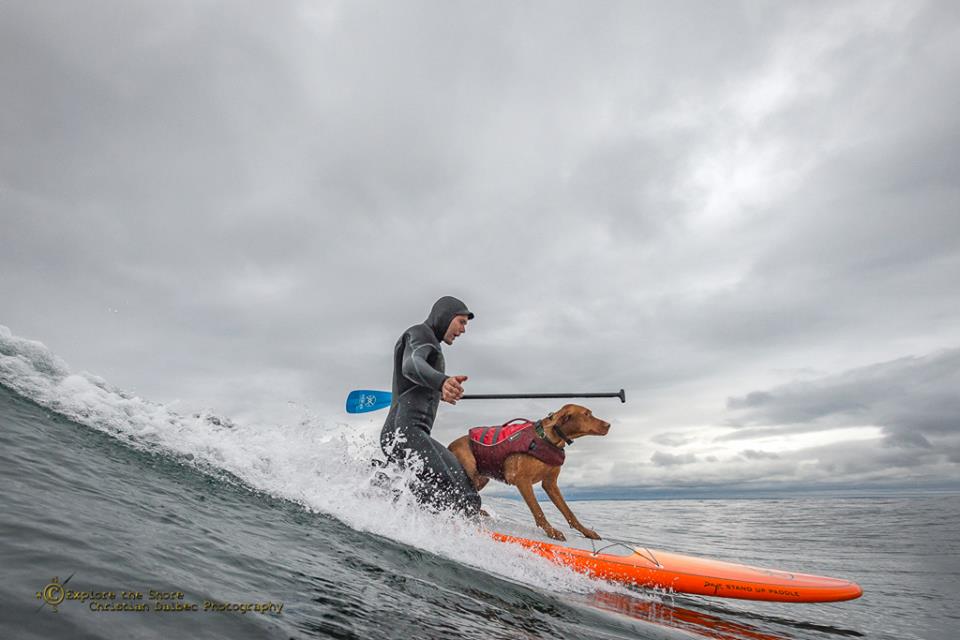 Doyle Sport Series Printed SUP - Leaf – Doyle Surfboards